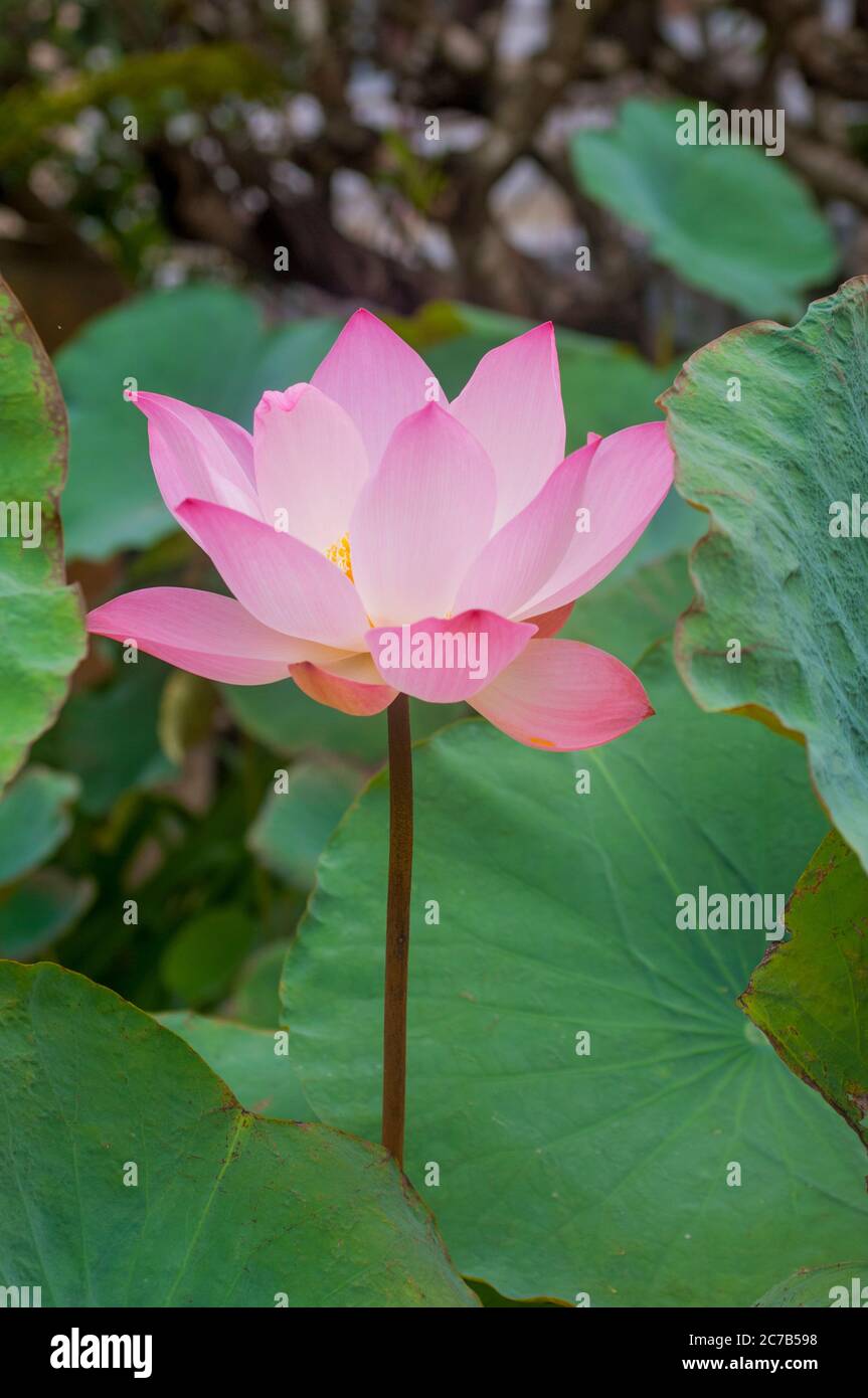 Close-up of a Lotus flower at the Grand Hotel Angkor in Siem Reap ...