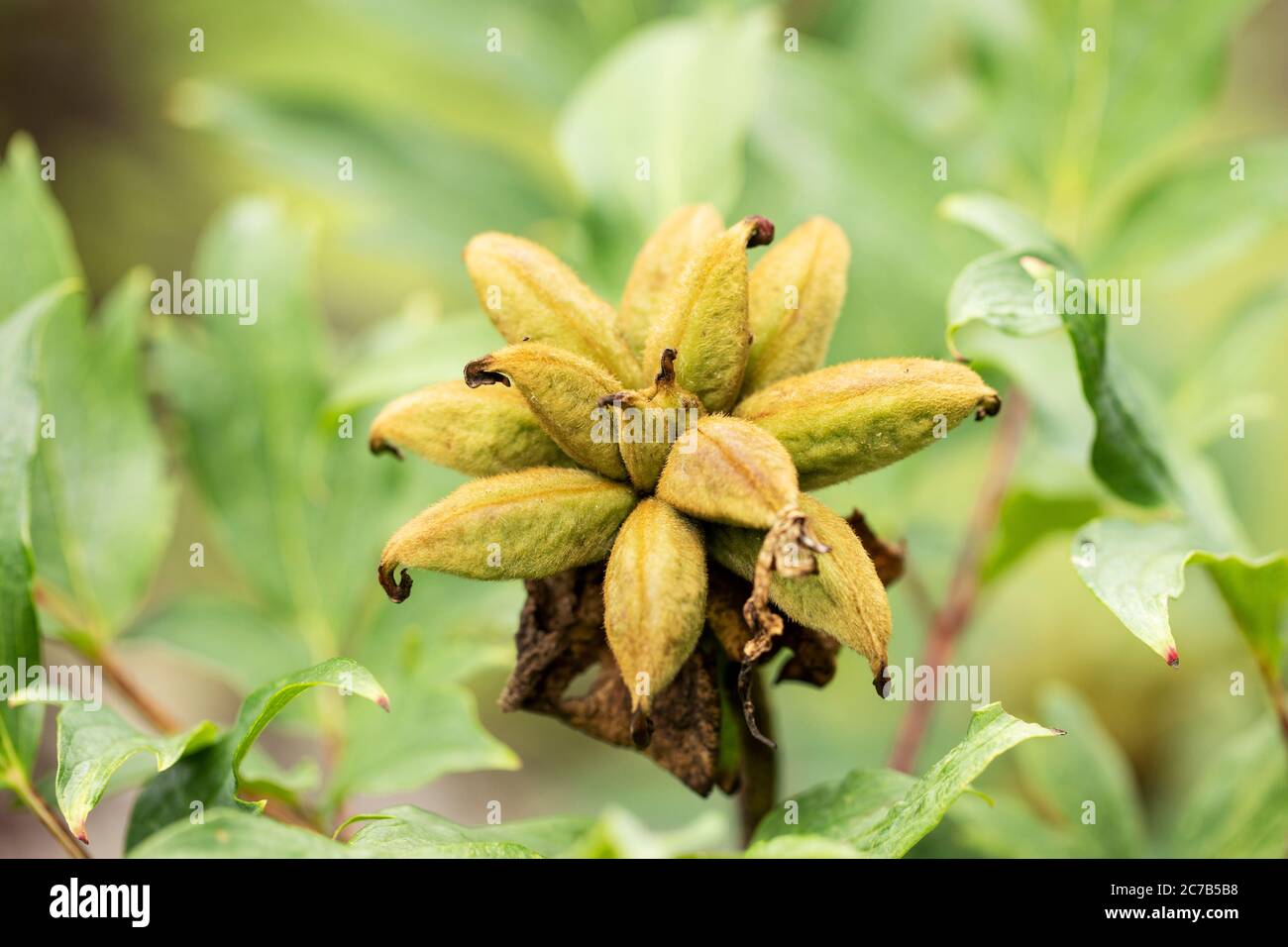 Seed pods of a Japanese tree peony (Paeonia) in variety Yachiyo Tsubaki ...