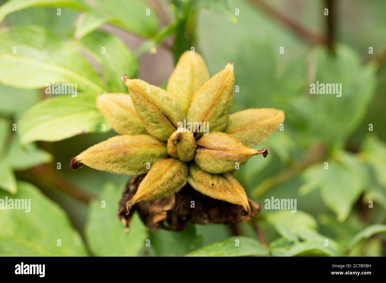 Seed pods detail hi-res stock photography and images - Alamy