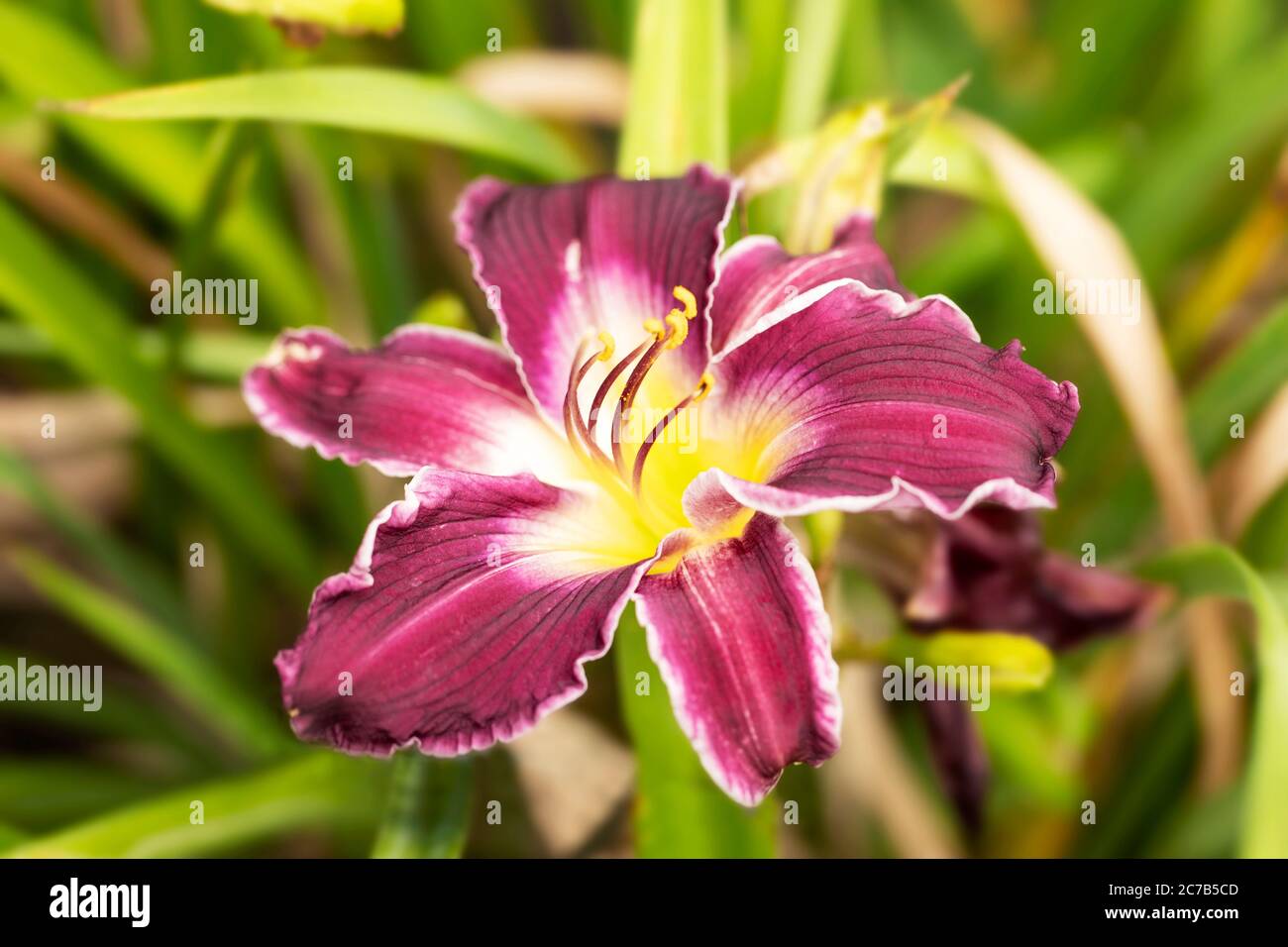 The Giver Movie Cast Lily