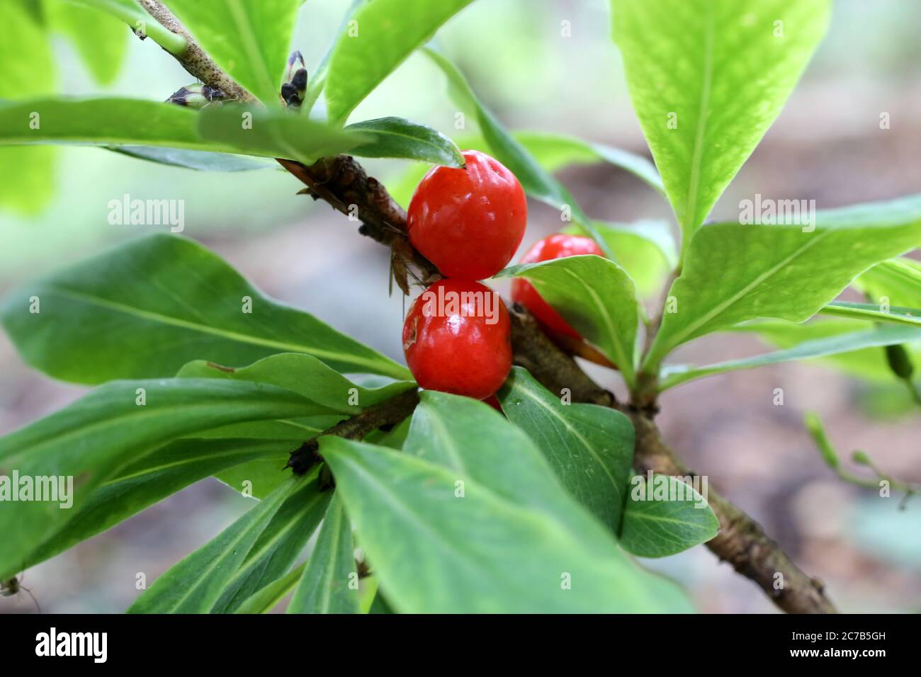 Mezereon plant hi-res stock photography and images - Alamy