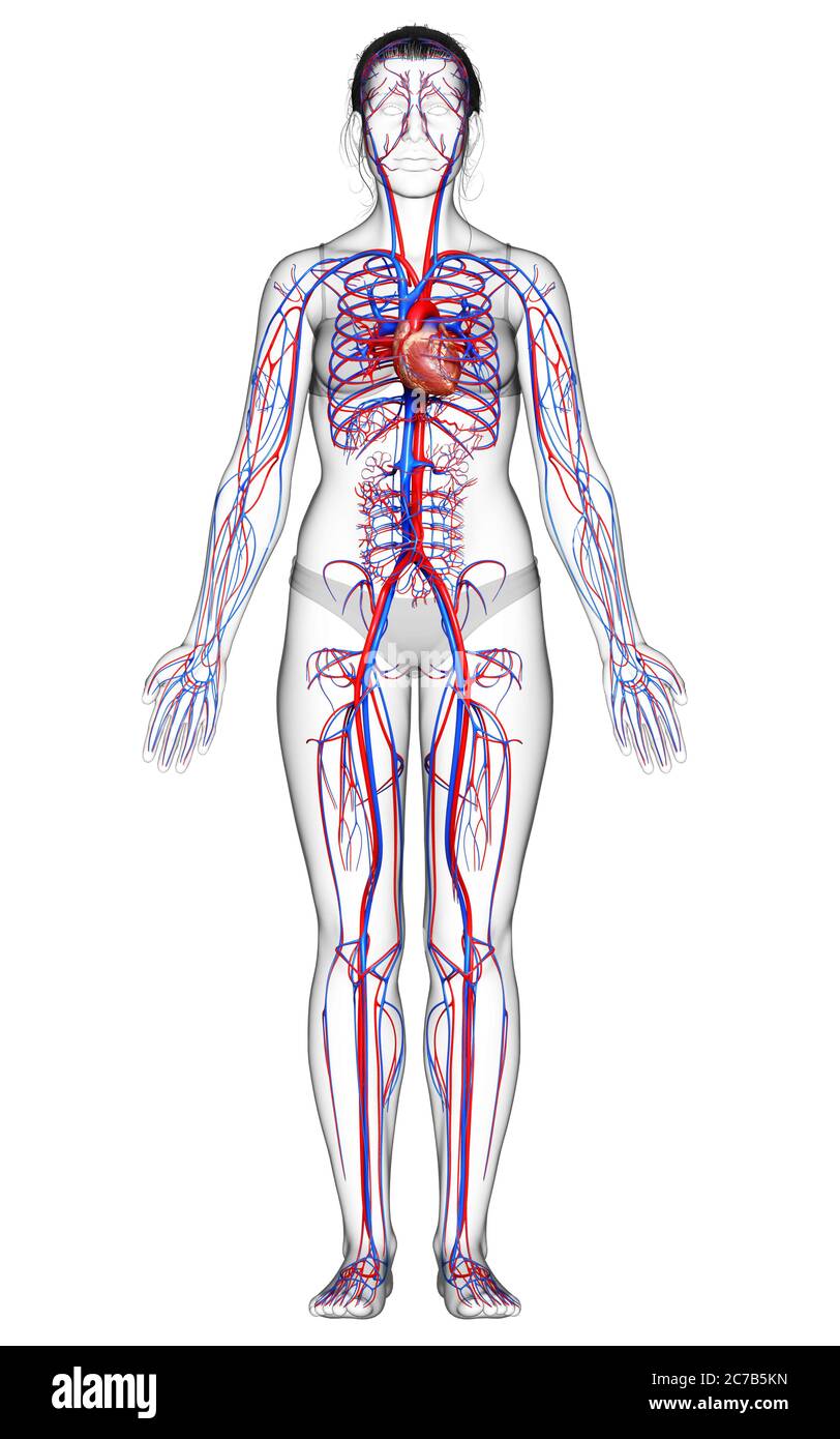 3d rendered medically accurate illustration of Female heart Stock Photo ...