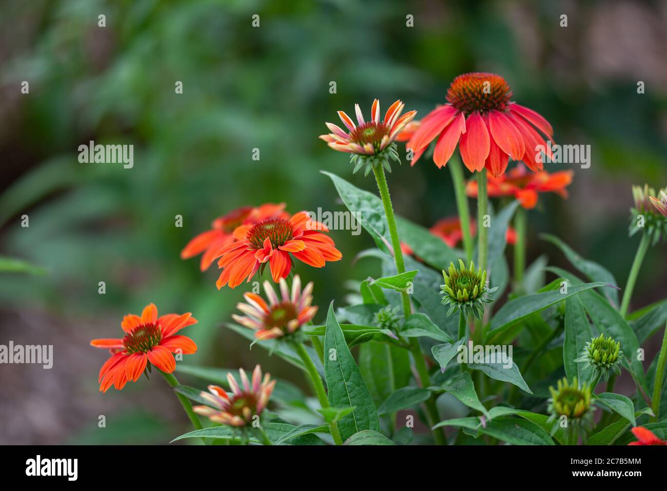 red coneflowers (echinacea) in full bloom Stock Photo - Alamy