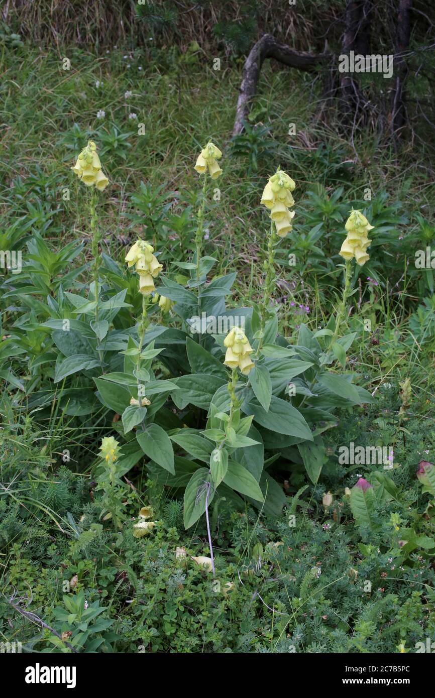 Digitalis grandiflora, Large Yellow Foxglove. Wild plant shot in summer ...