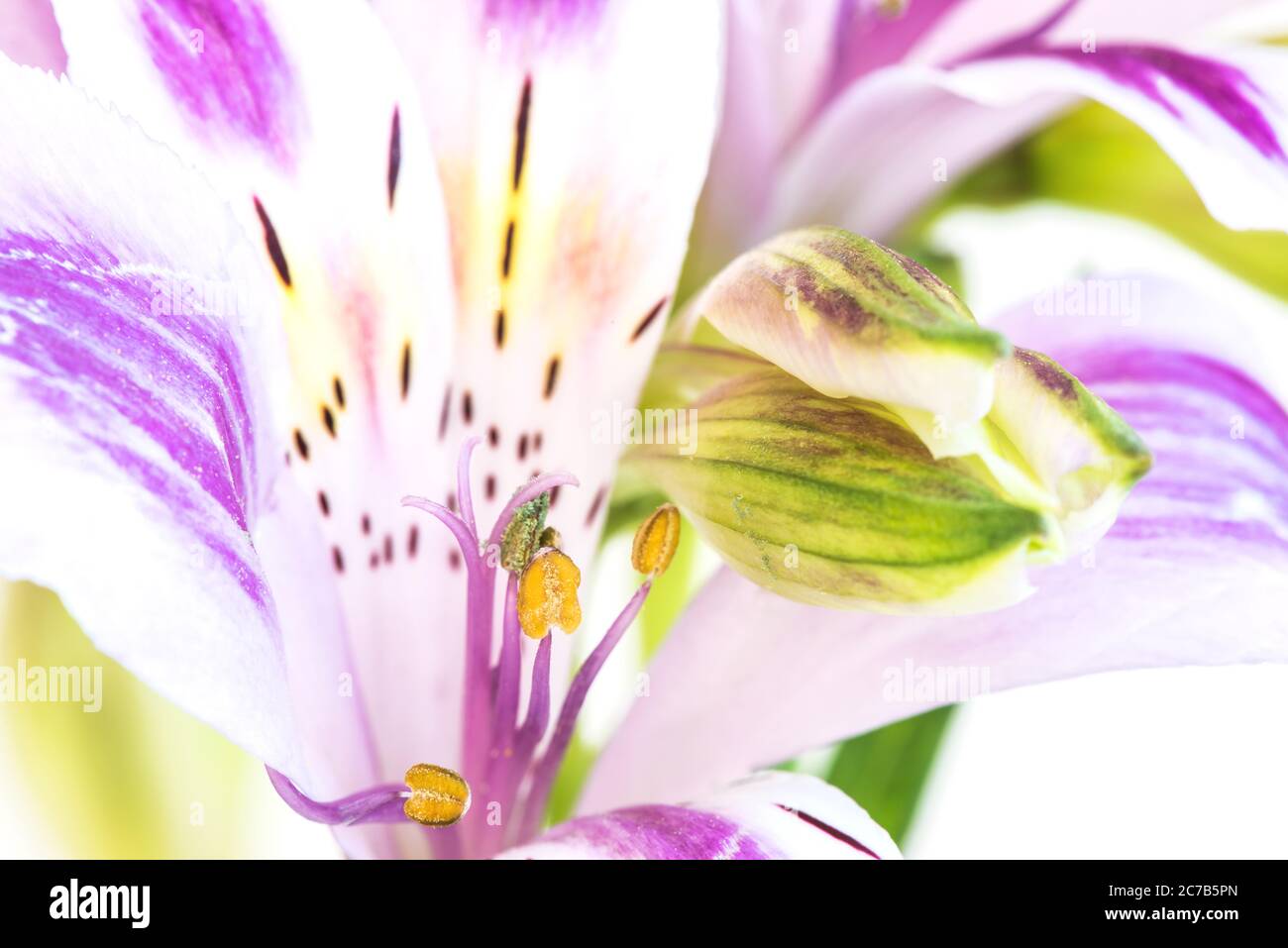 Inca lily hi-res stock photography and images - Alamy