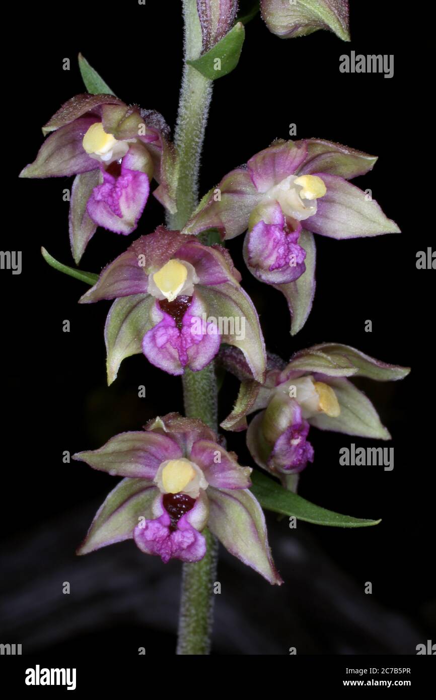Red helleborine in flower hi-res stock photography and images - Alamy