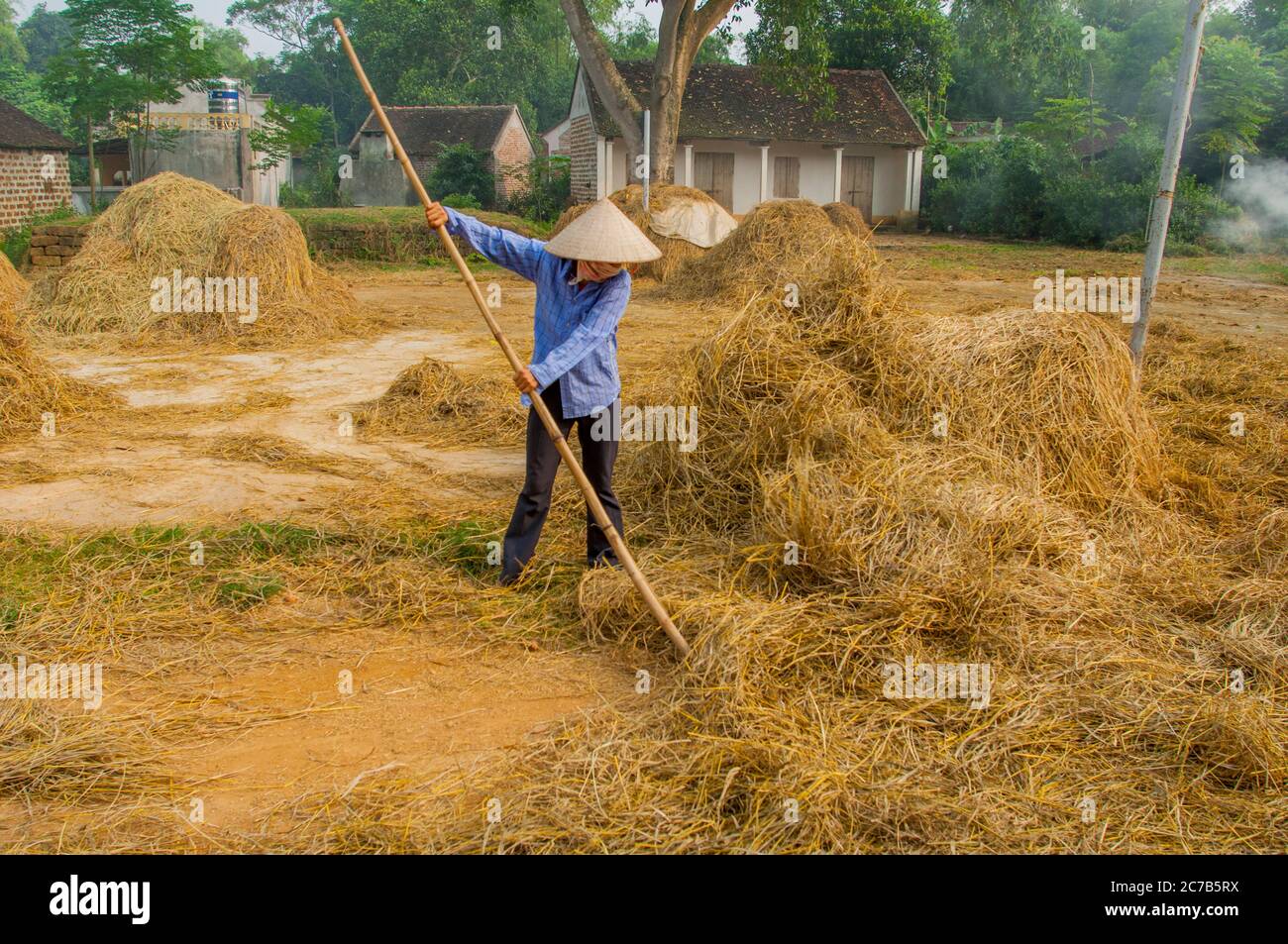 A farmer is drying rice straw in a small village near Hanoi in North ...