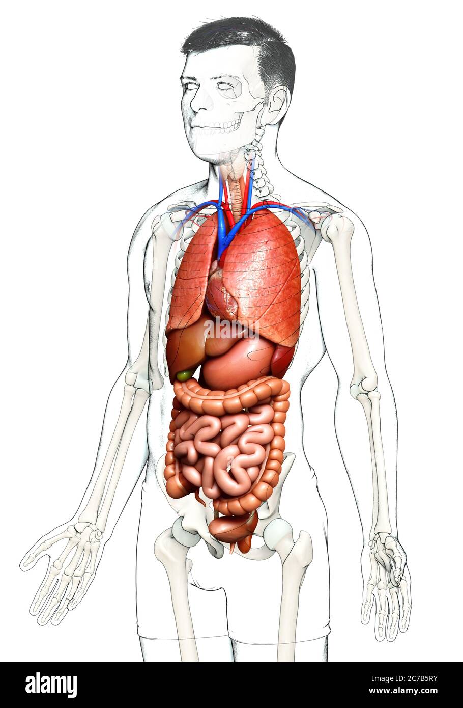 3d rendered medically accurate illustration of male Internal organs ...