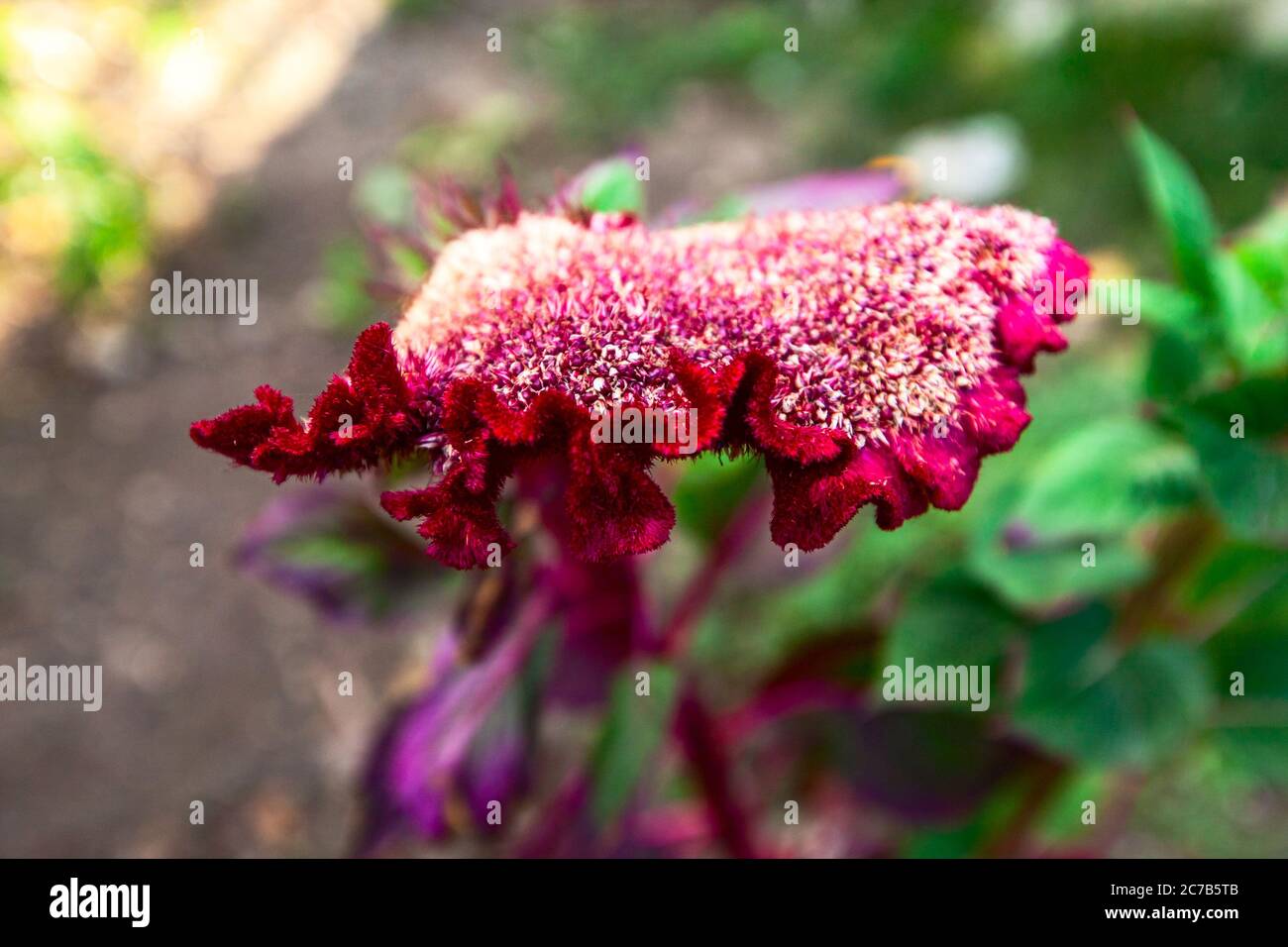 Red cockscomb flower. Rooster crest flower. Red colourful Celosia ...