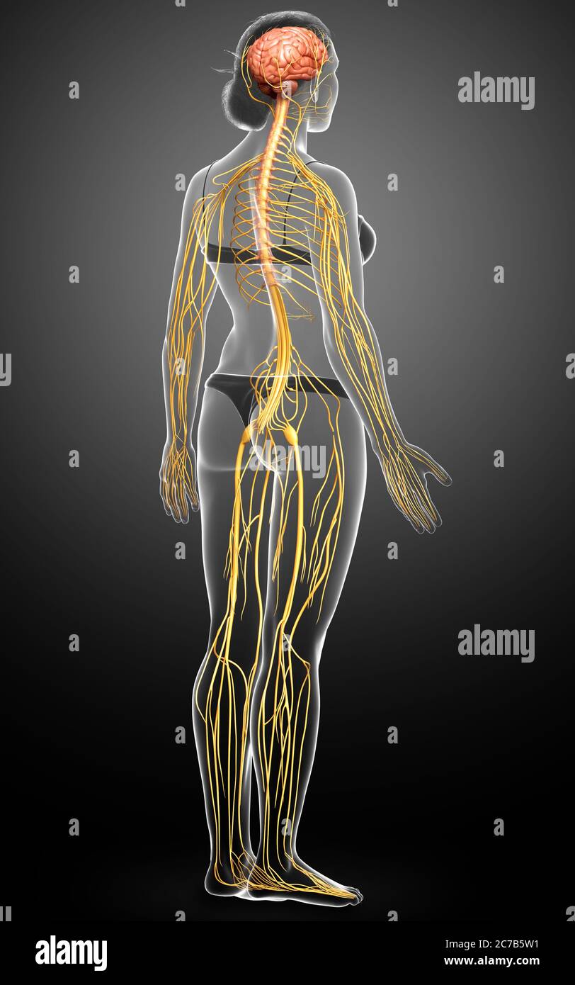 3d rendered medically accurate illustration of a female nervous system ...
