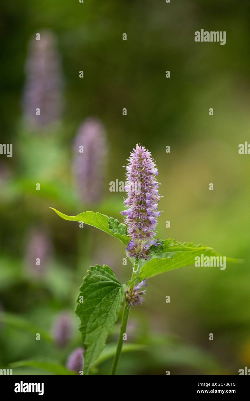 Anise hyssop (Agastache foeniculum) or blue giant hyssop, fragrant giant hyssop, or lavender ...