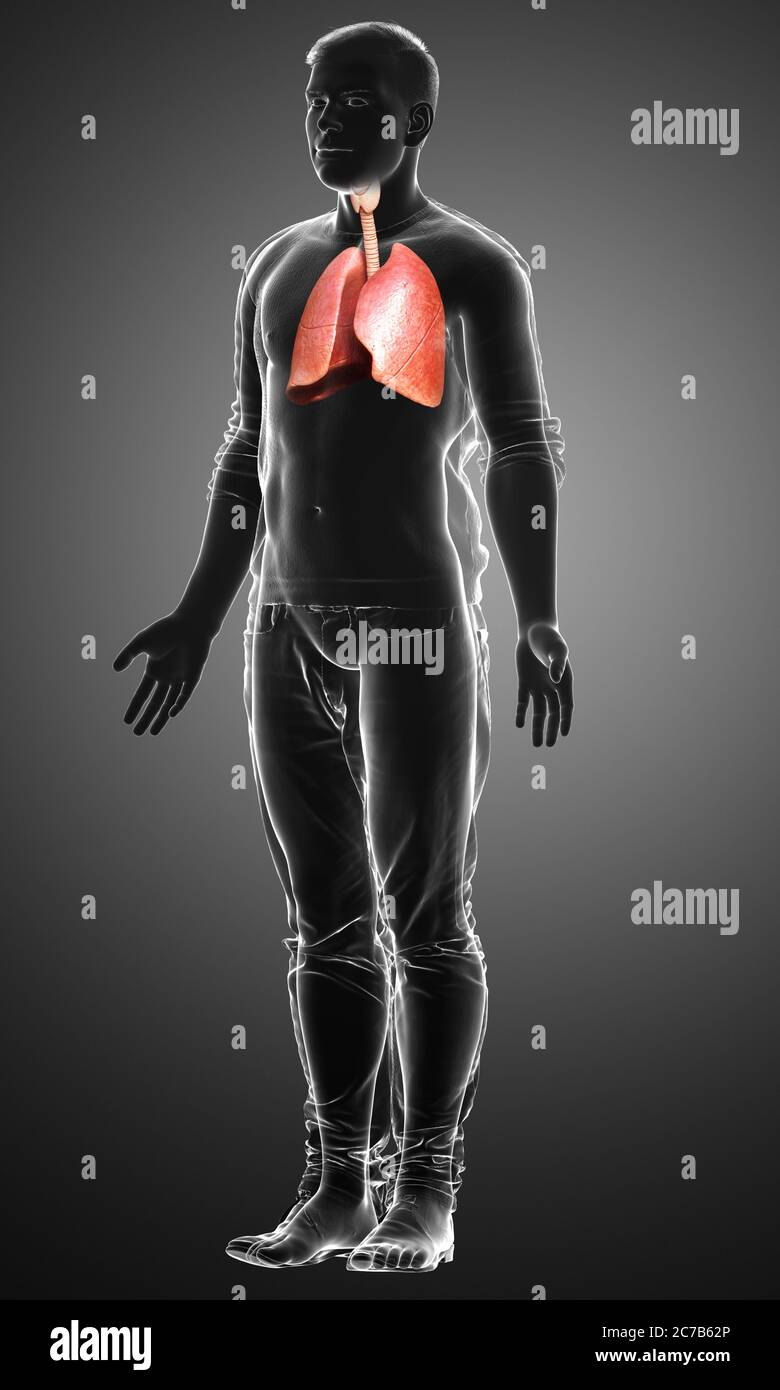 3d rendered, medically accurate illustration of a male lung anatomy ...
