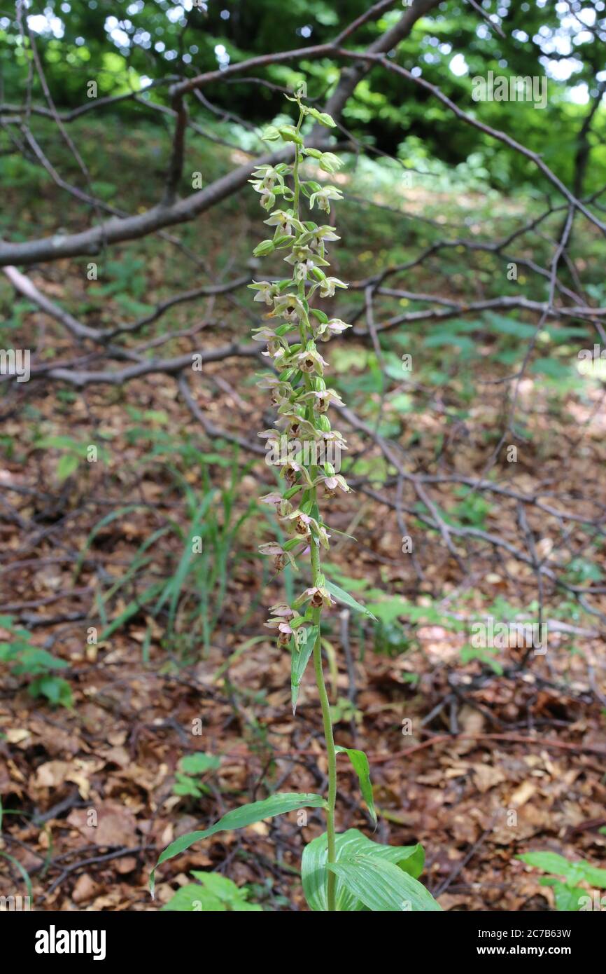 Epipactis helleborine, Broad-Leaved Helleborine. Wild plant shot in ...