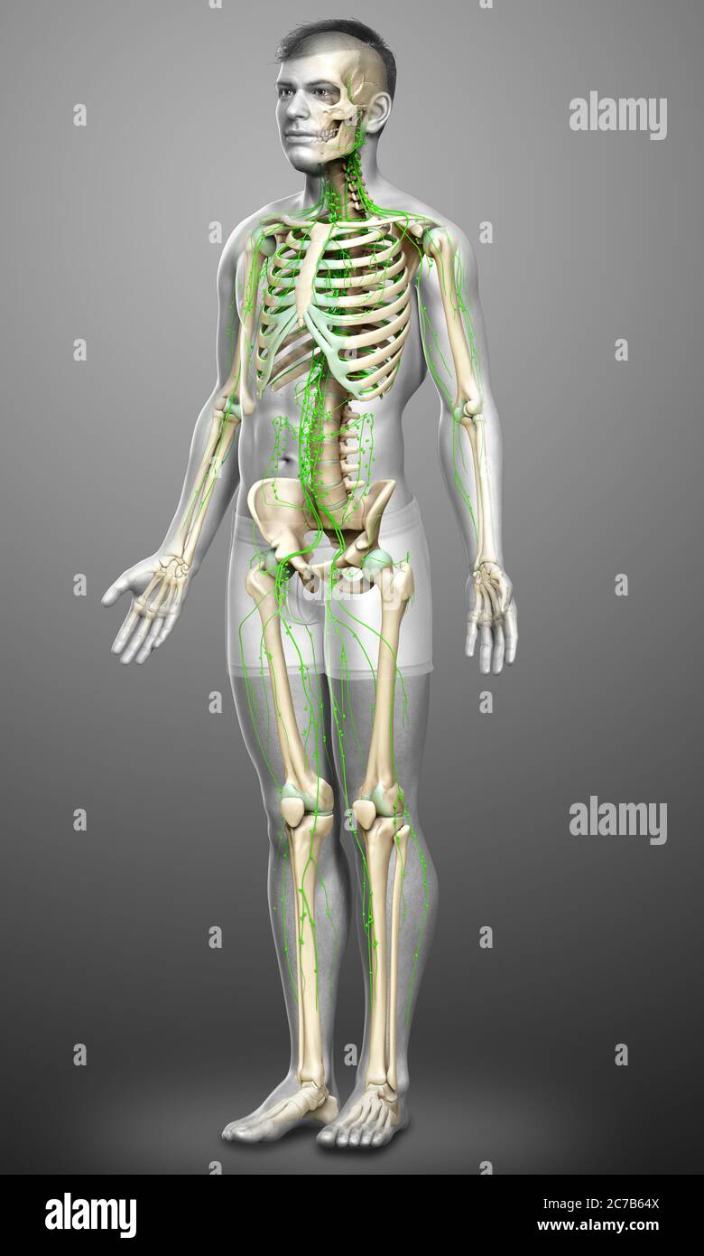 3d rendered medically accurate illustration of a male lymphatic system ...
