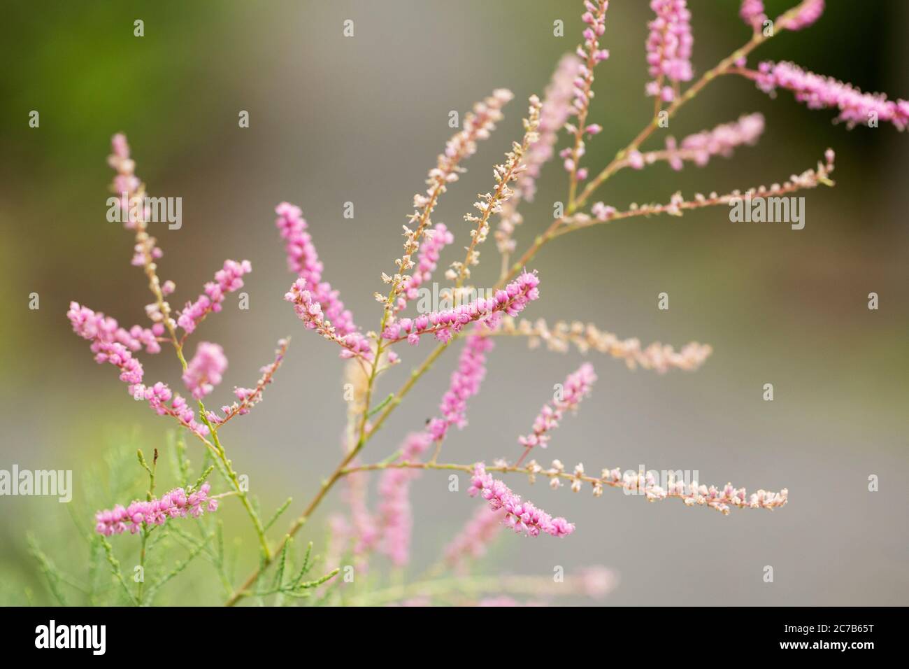 Tamarix parviflora, also known as smallflower tamarisk, with its small ...