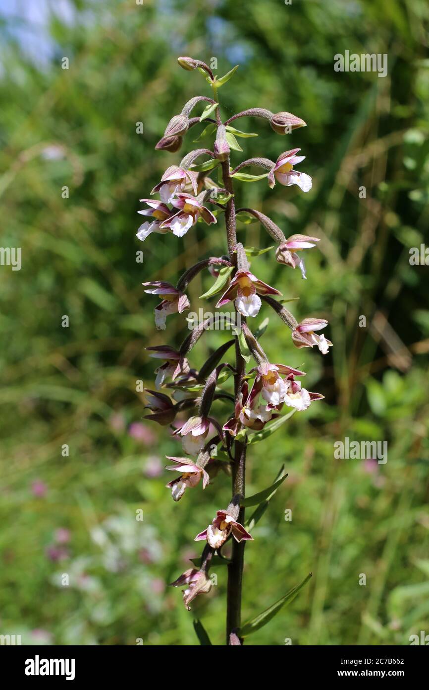 Epipactis palustris, Marsh Helleborine. Wild plant shot in summer Stock ...