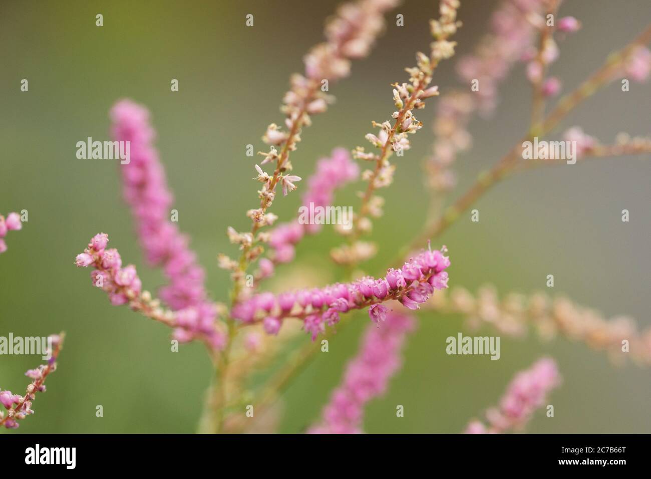 Tamarix parviflora, also known as smallflower tamarisk, with its small ...