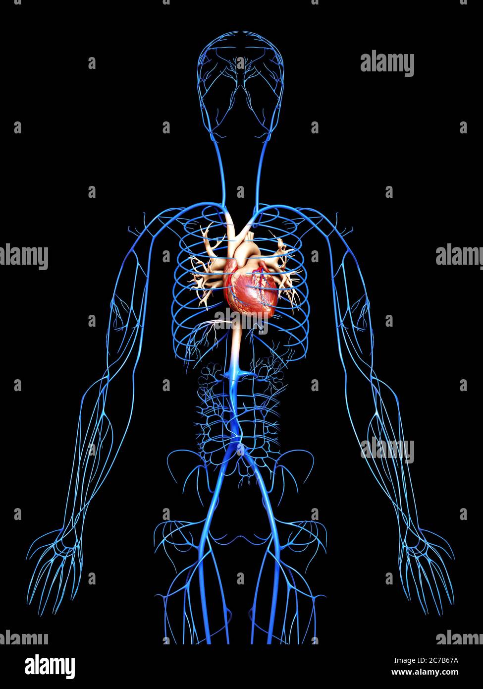 3d rendered medically accurate illustration of the Veins Stock Photo ...