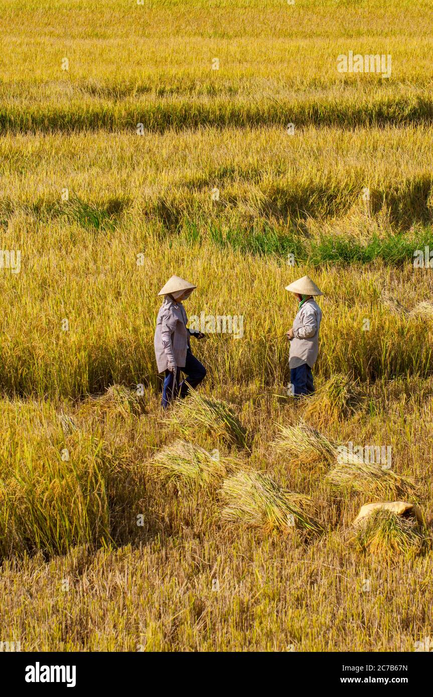 Peasant rice farmers vietnam hi-res stock photography and images - Alamy