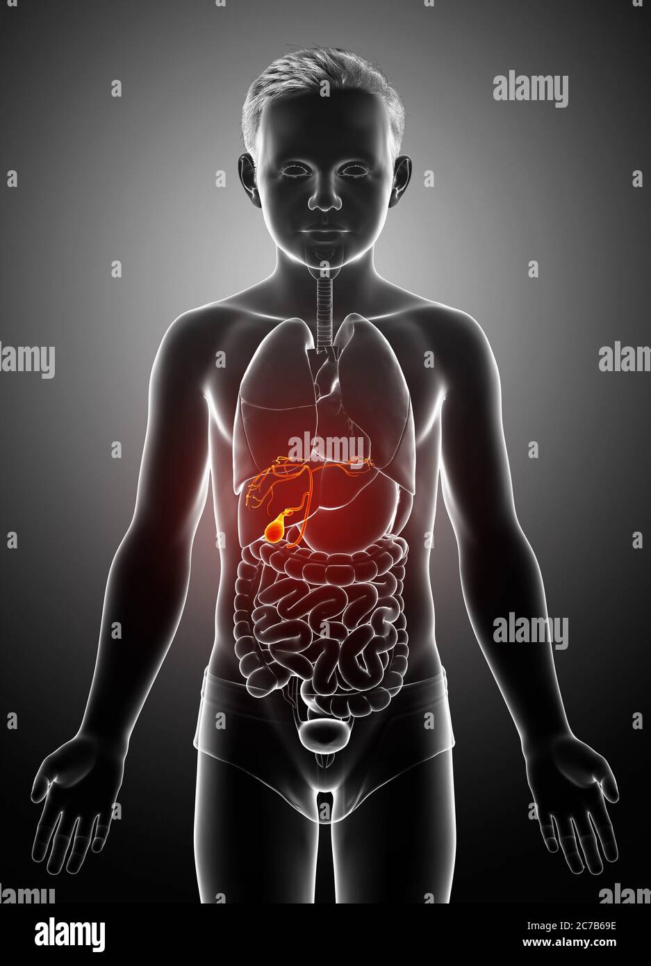 3d rendered medically accurate illustration of boy Organs Gallbladder ...