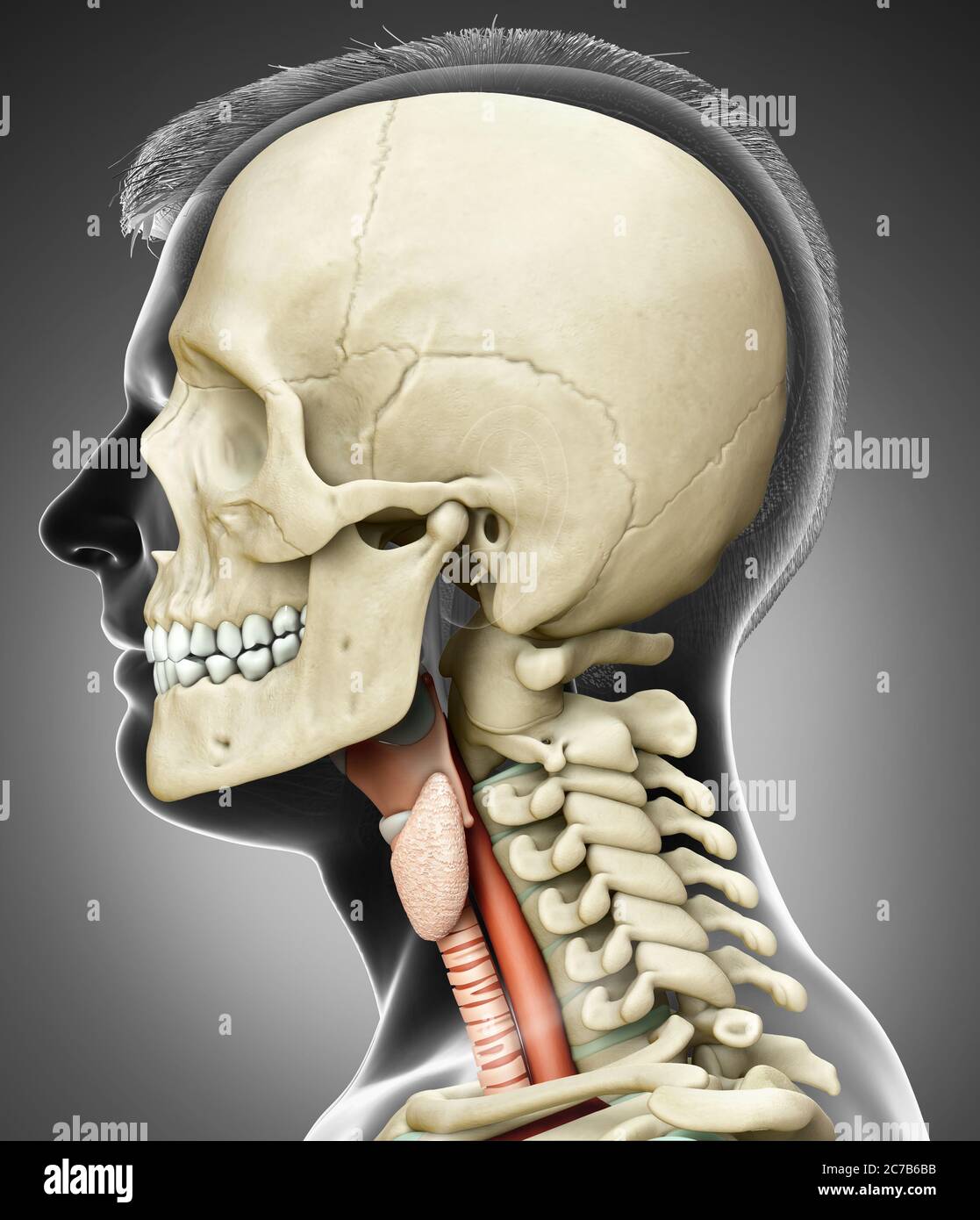 Laryngeal prominence hi-res stock photography and images - Alamy