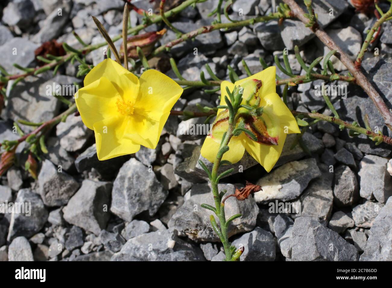 Fumana procumbens hi-res stock photography and images - Alamy