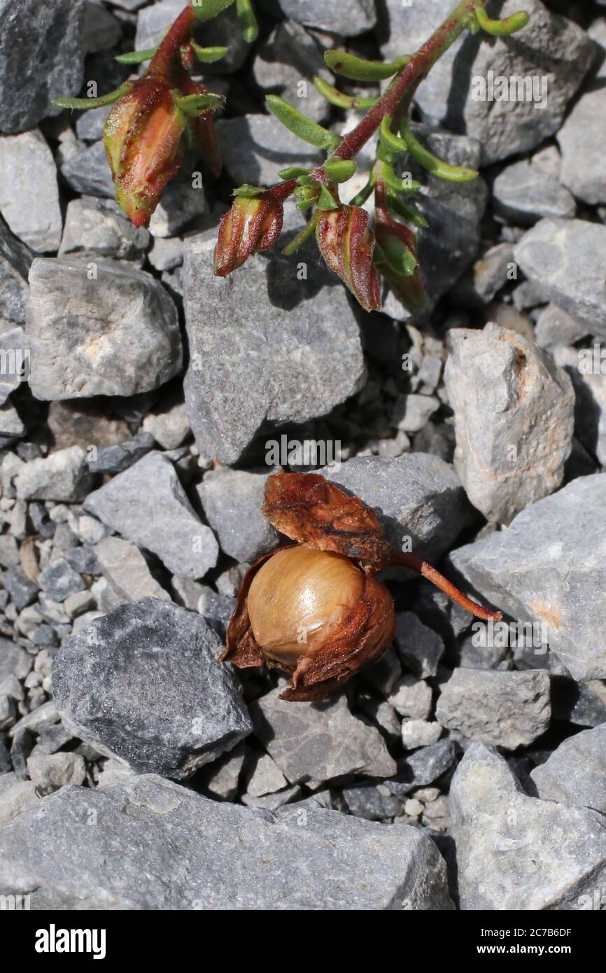Fumana procumbens - Wild plant shot in summer Stock Photo - Alamy