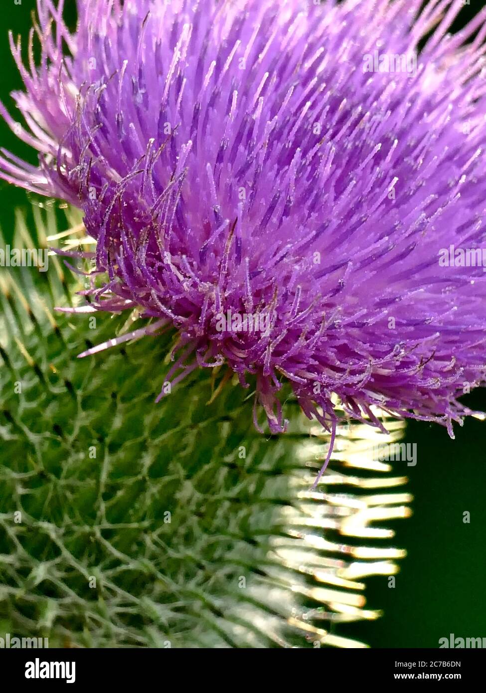 common thistle with flower in summer Stock Photo - Alamy