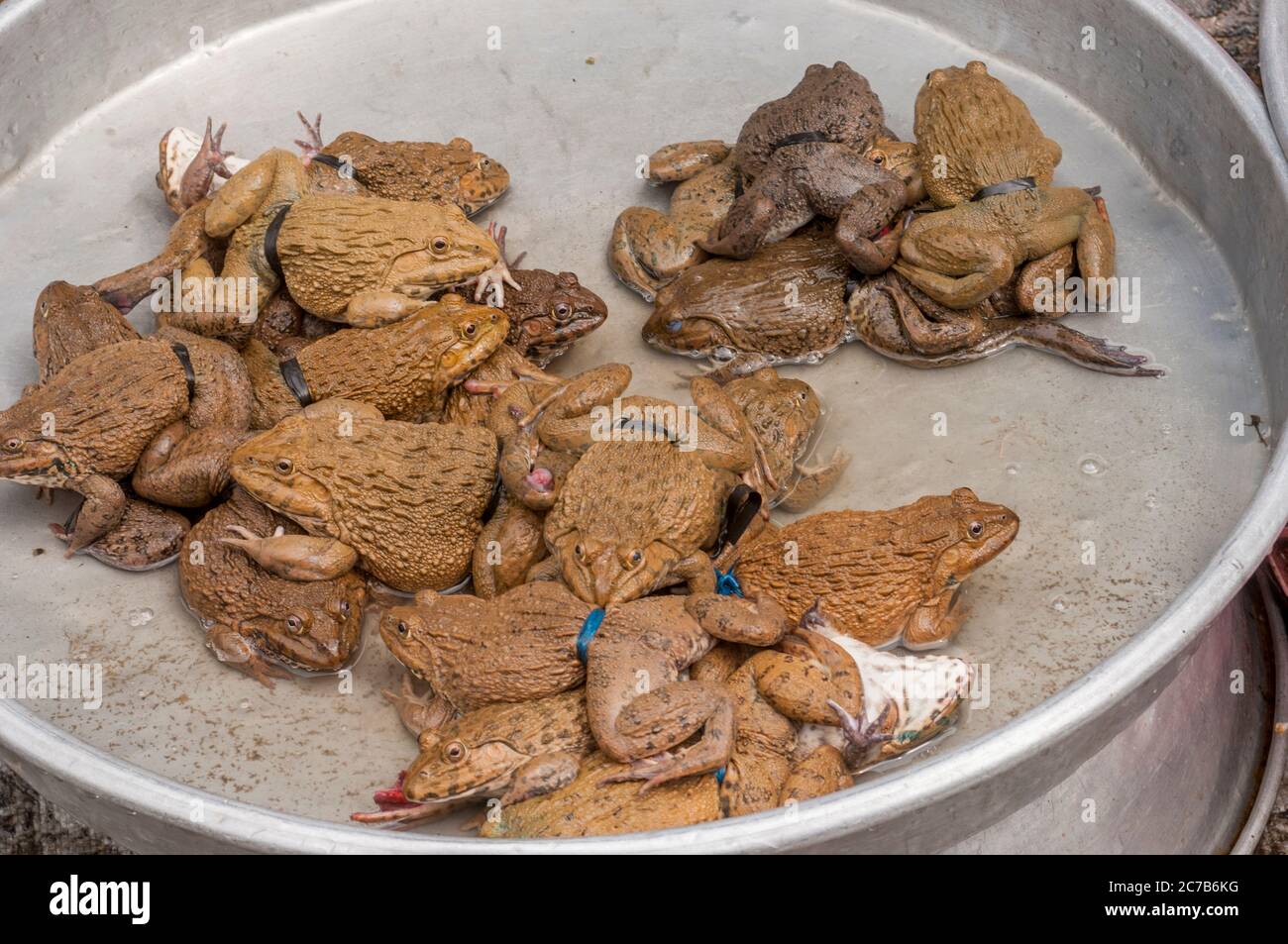 Live toads for sale at the Binh Tay Market in Saigon (Ho Chi Minh City ...
