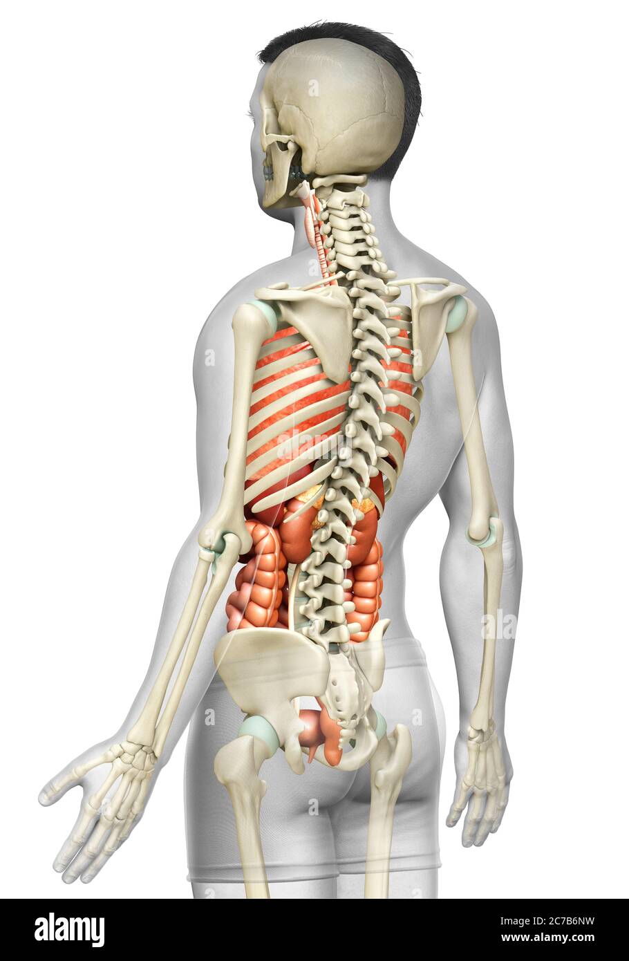 3d rendered medically accurate illustration of male Internal organs and ...