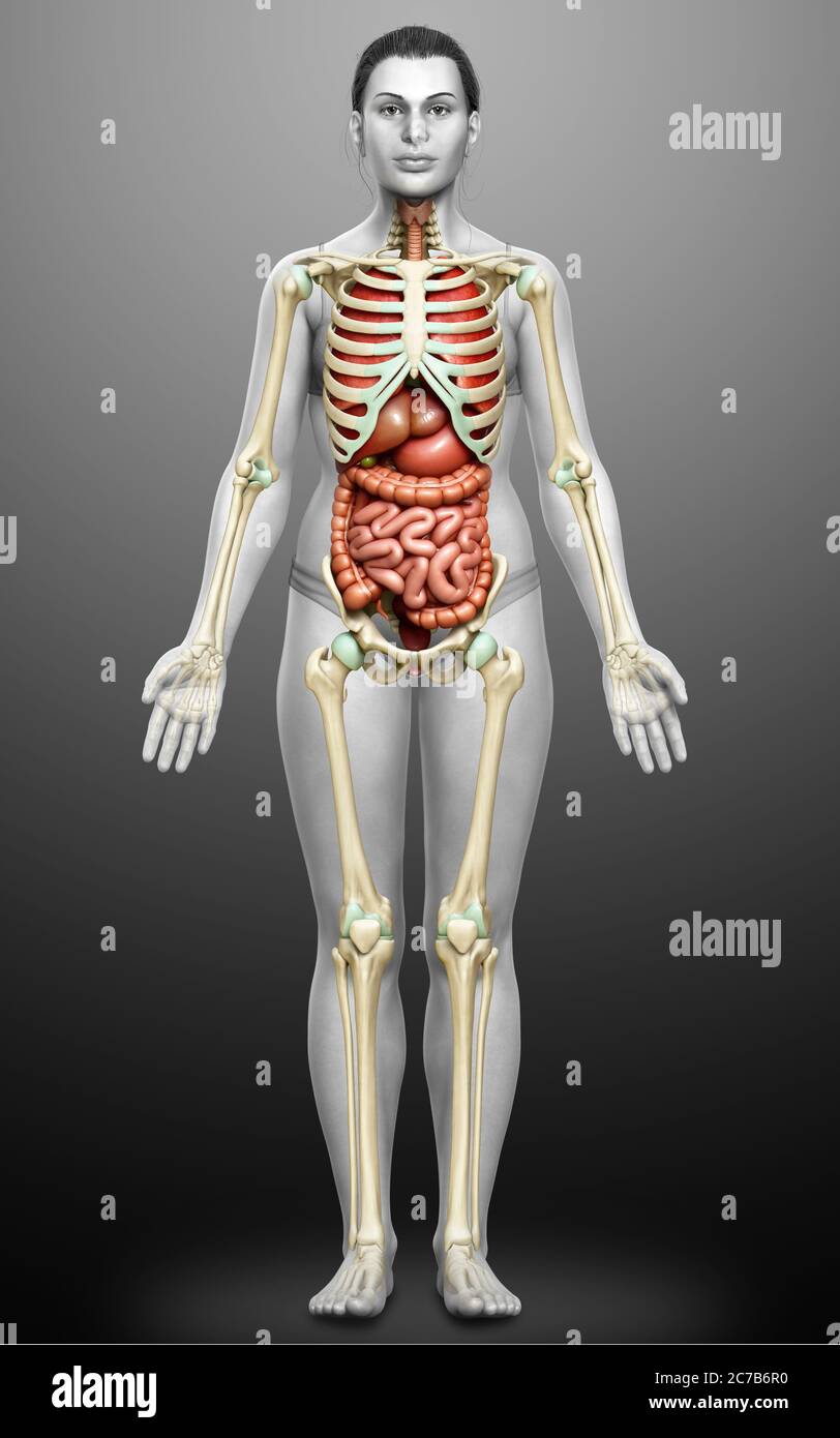 3d rendered medically accurate illustration of female Internal organs ...