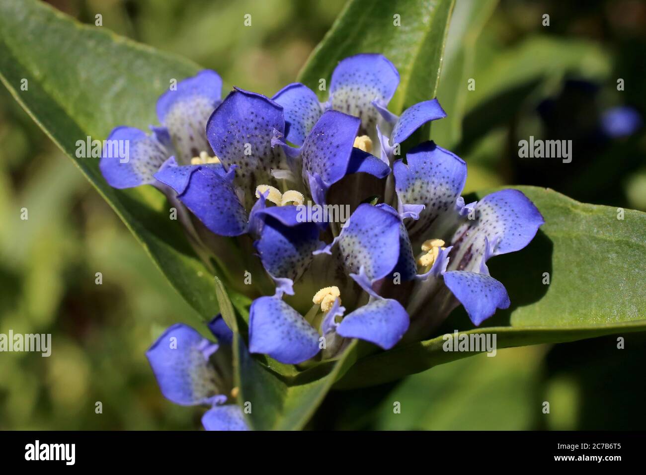 Gentiana cruciata, Cross Gentian. Wild plant shot in summer Stock Photo ...
