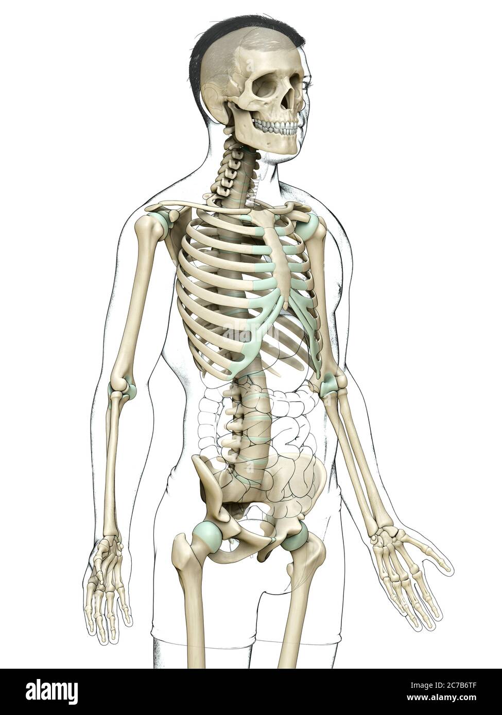 3d rendered, medically accurate illustration of a male skeleton system ...