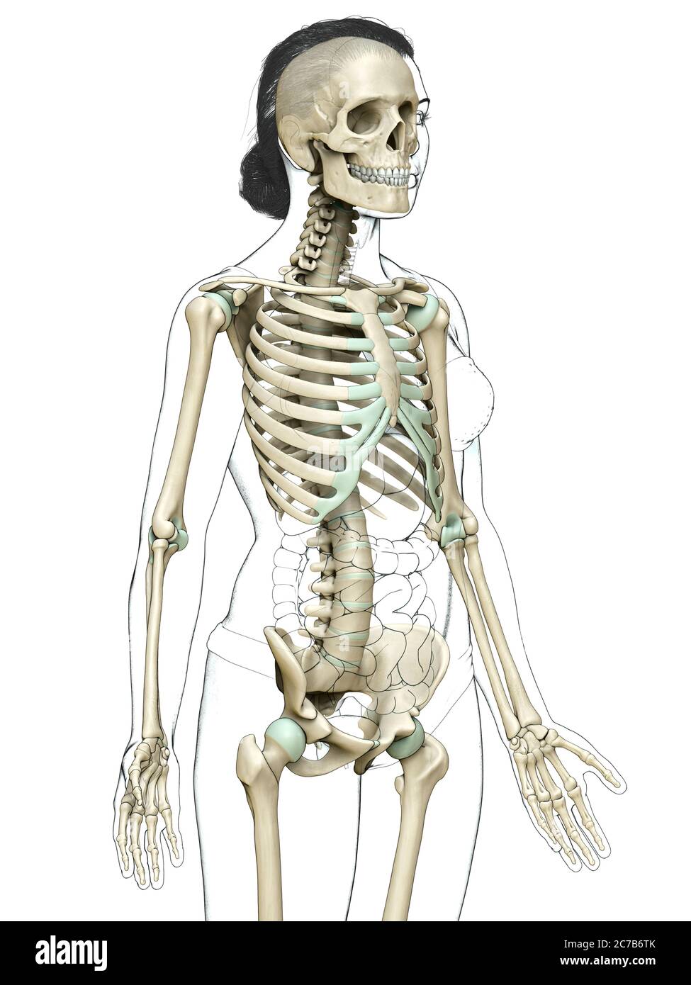 3d rendered, medically accurate illustration of a female skeleton ...