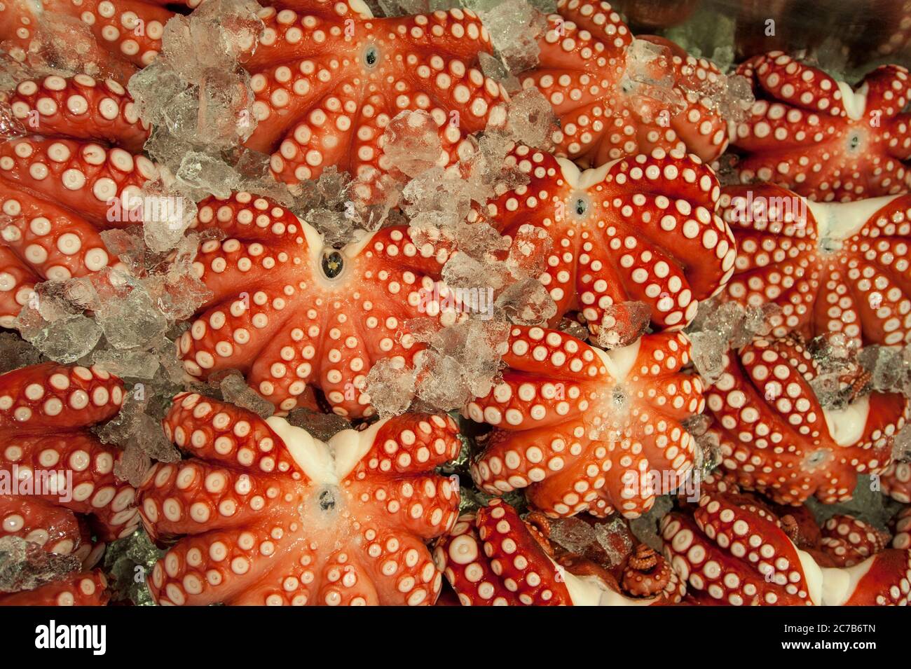 Fresh octopus for sale on the Tsukiji Fish Market in Tokyo, Japan Stock ...