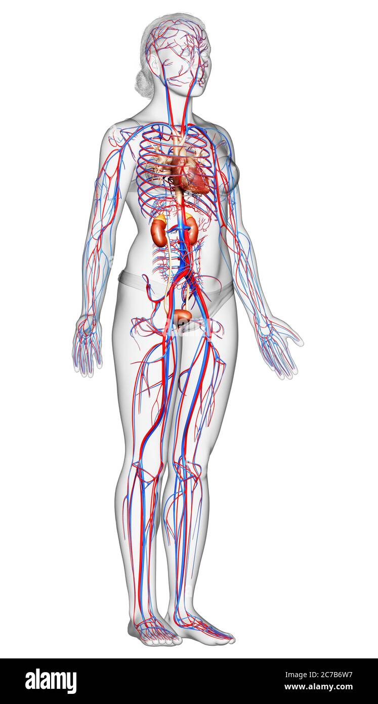 3d rendered, medically accurate illustration of the female kidneys and ...