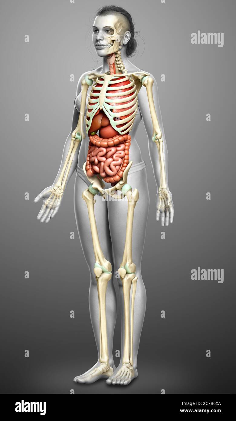 3d rendered medically accurate illustration of female Internal organs ...