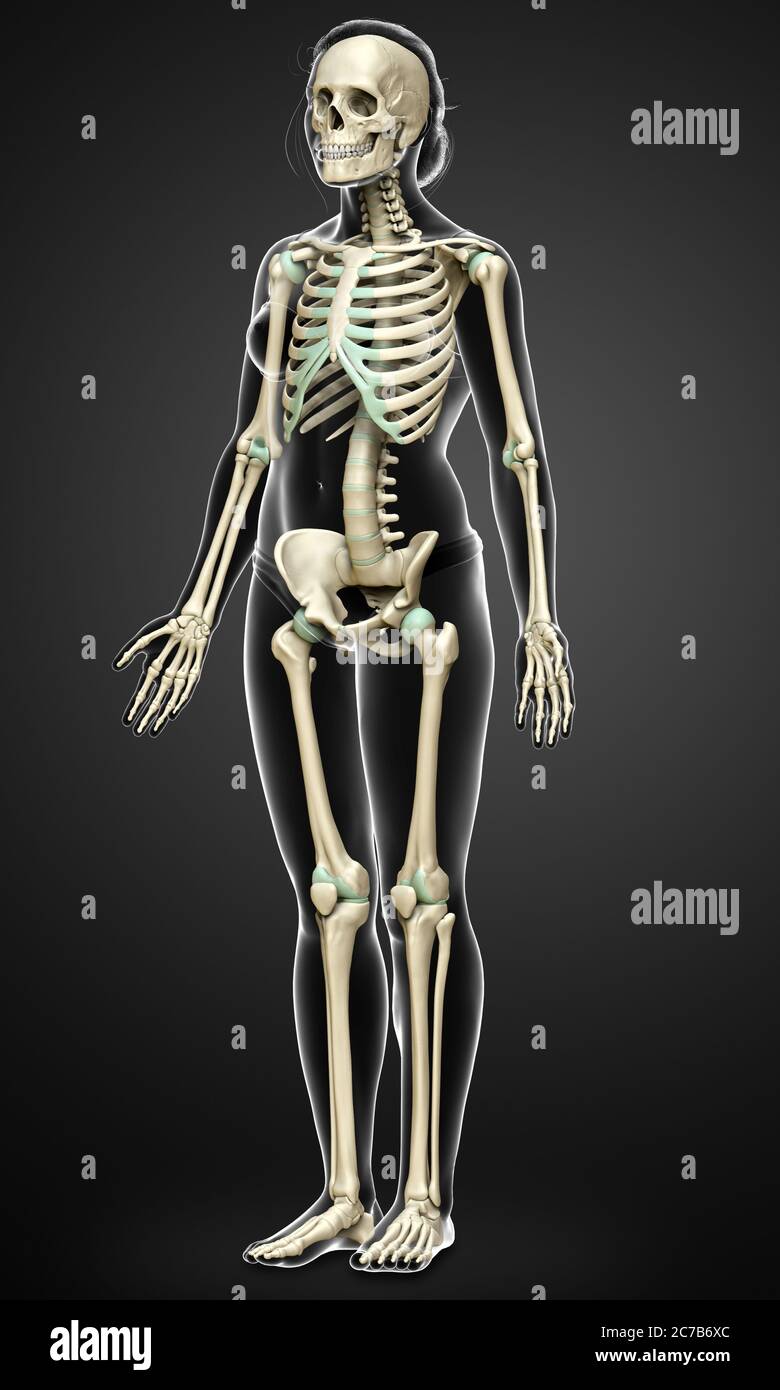 3d rendered, medically accurate illustration of a female skeleton ...
