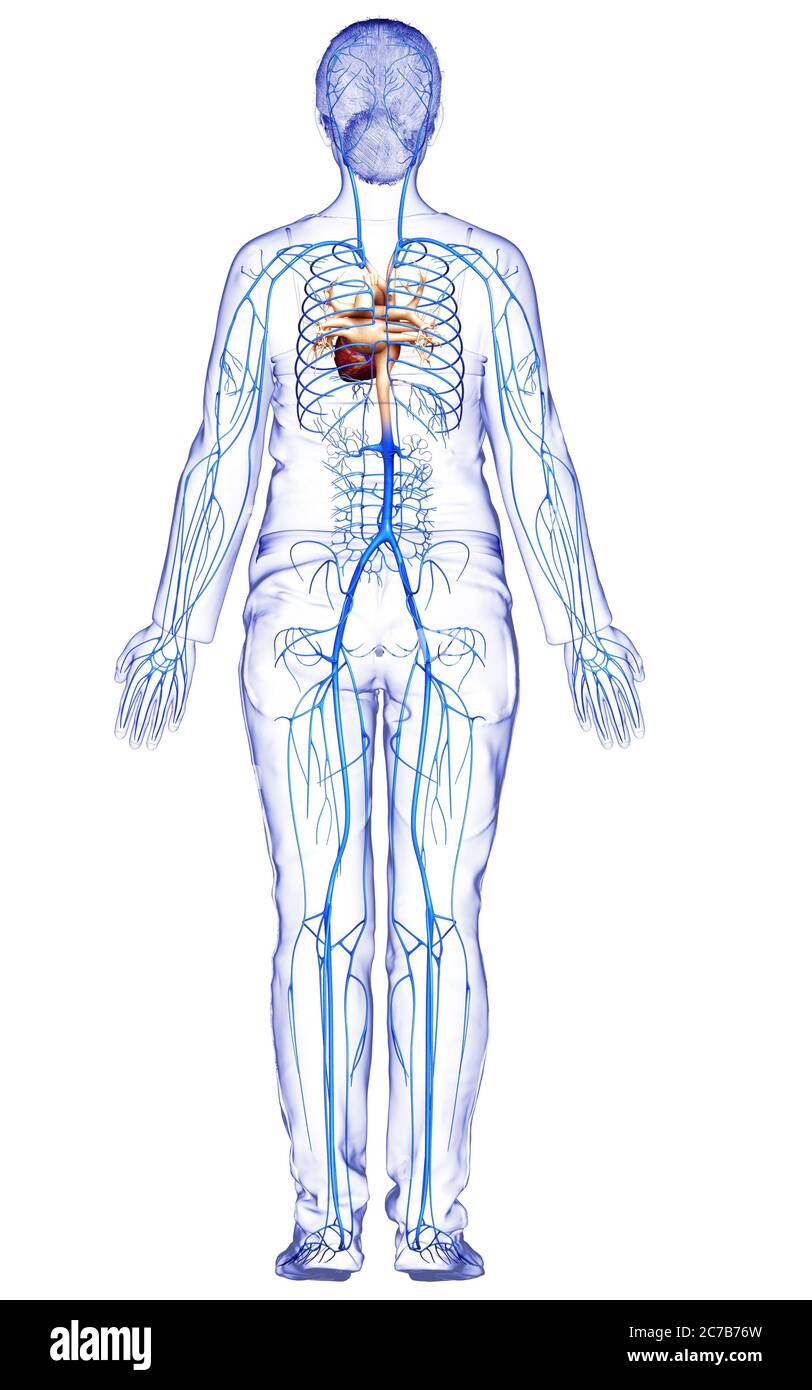 3d rendered medically accurate illustration of a female Veins anatomy ...