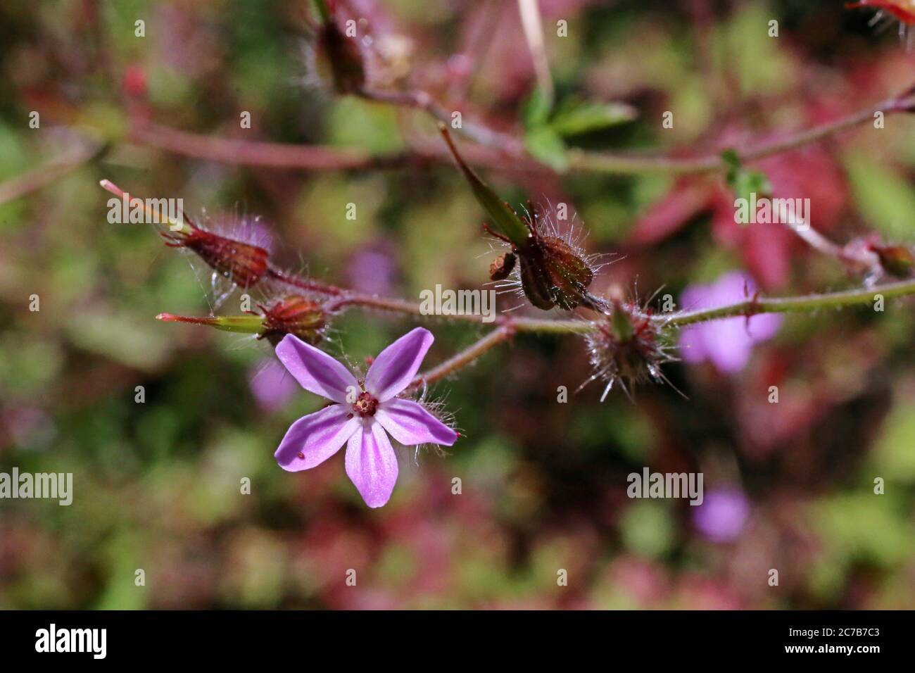 Geranium purpureum - Wild plant shot in summer Stock Photo - Alamy