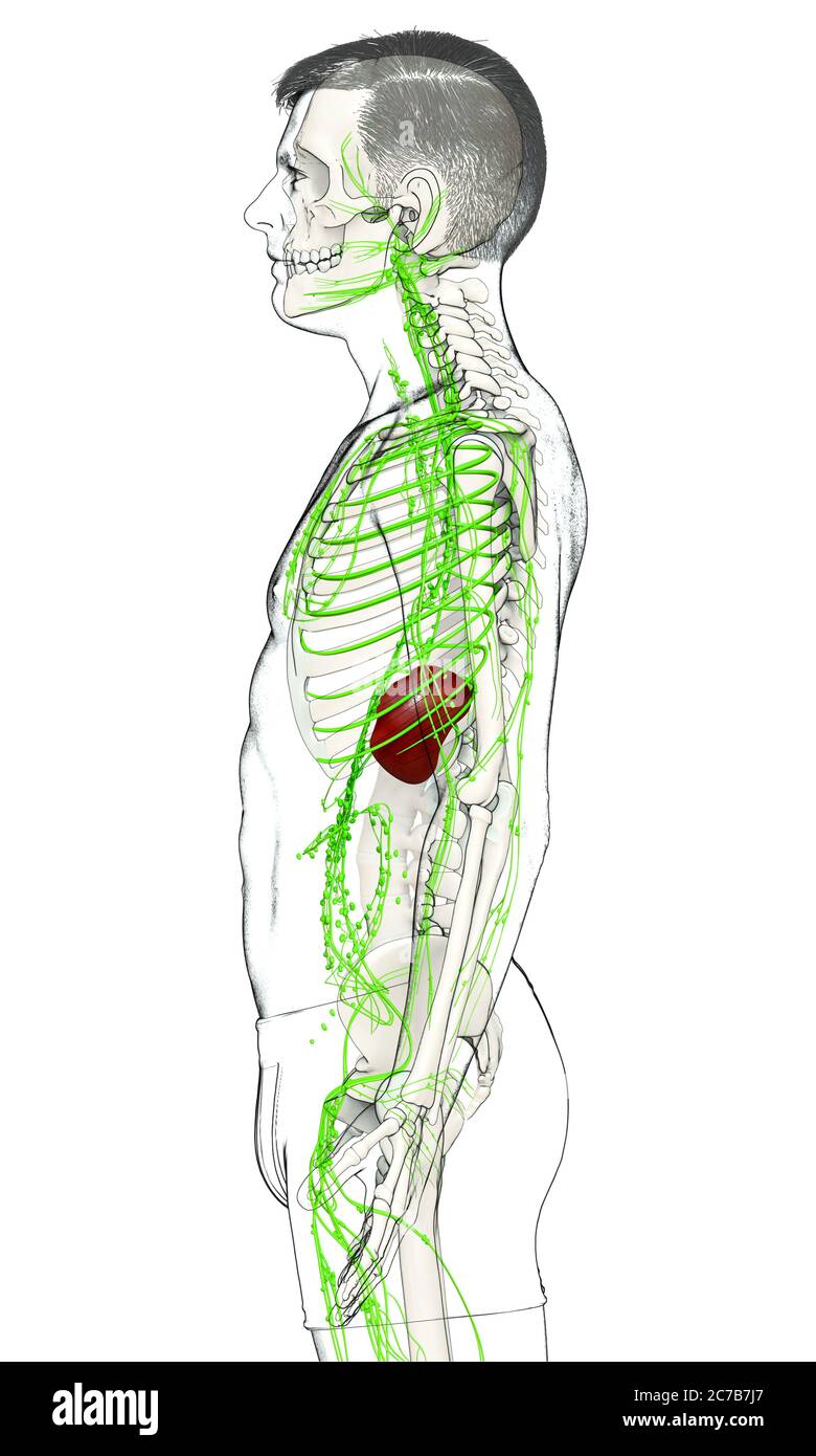 3d rendered medically accurate illustration of a male lymphatic system ...
