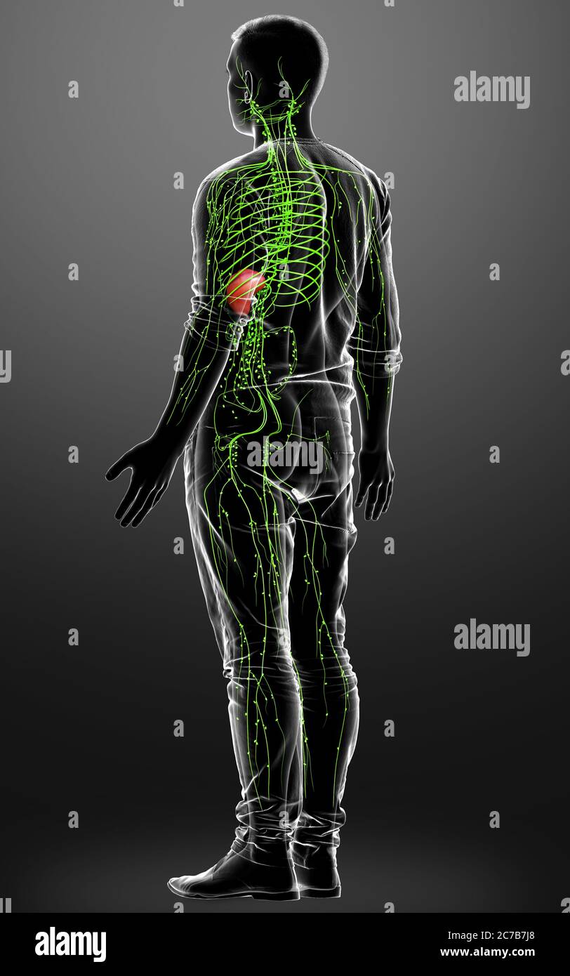 3d rendered medically accurate illustration of a male lymphatic system ...