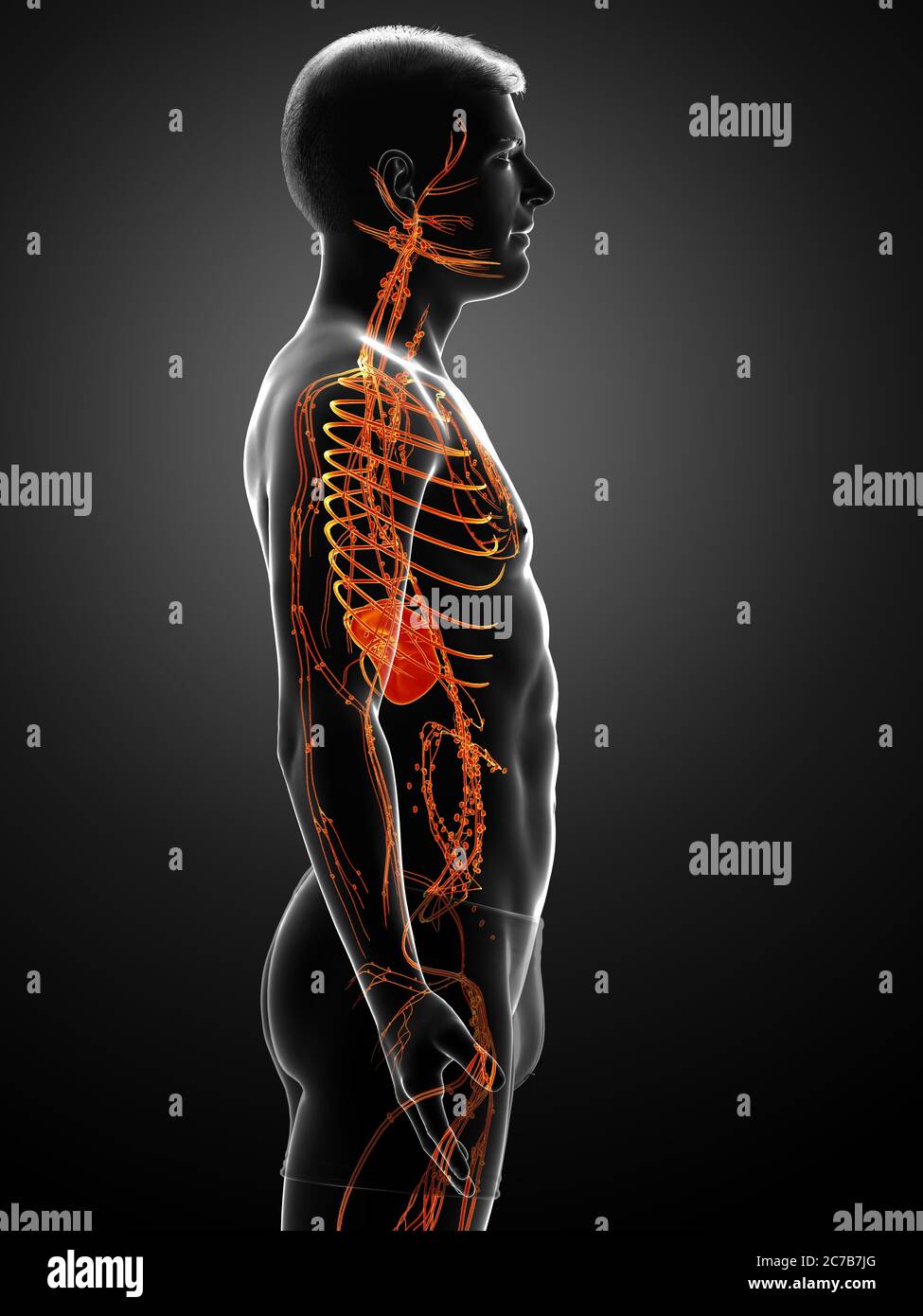 3d rendered medically accurate illustration of a male lymphatic system ...