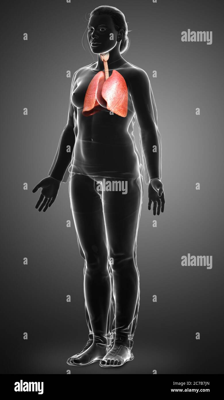 3d rendered, medically accurate illustration of a female lung anatomy ...