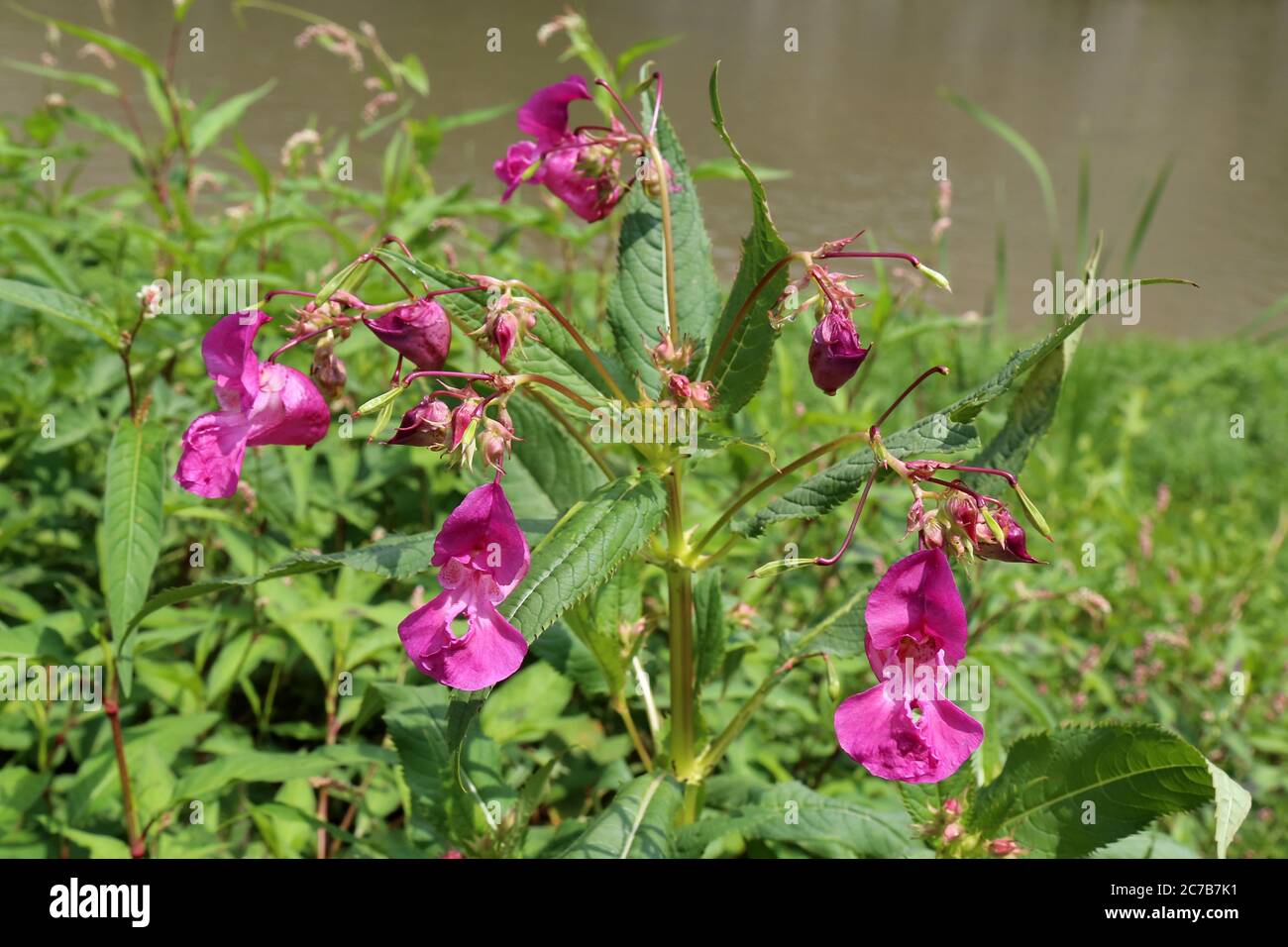 Indian Balsam Impatiens Glandulifera High Resolution Stock Photography ...