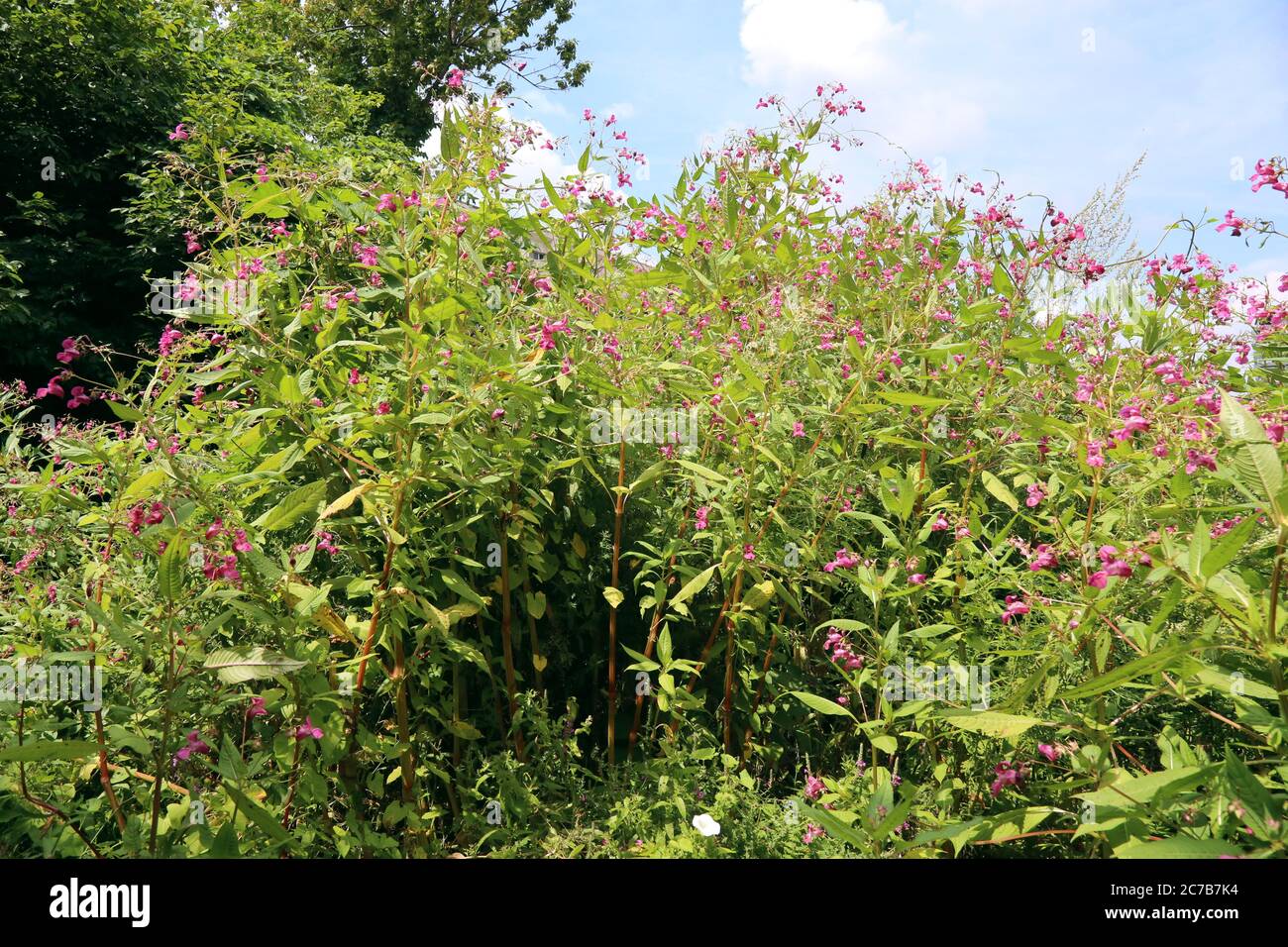 Impatiens glandulifera, Indian Balsam. Wild plant shot in summer Stock ...