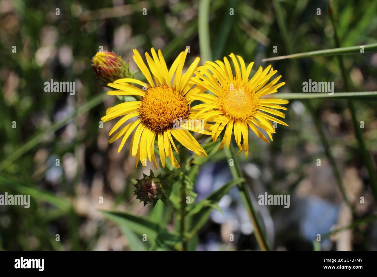 Inula salicina hi-res stock photography and images - Alamy