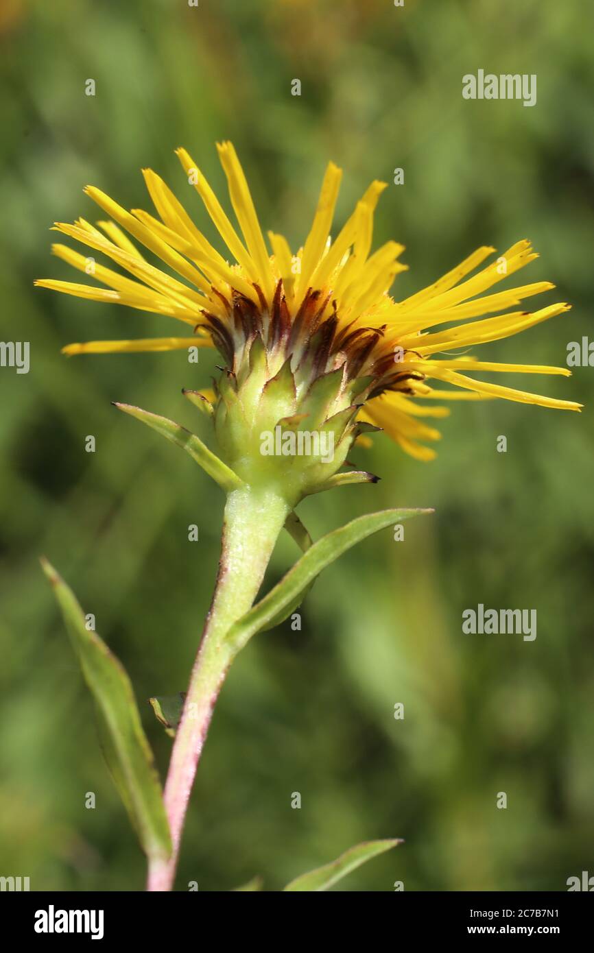 Inula salicina hi-res stock photography and images - Alamy
