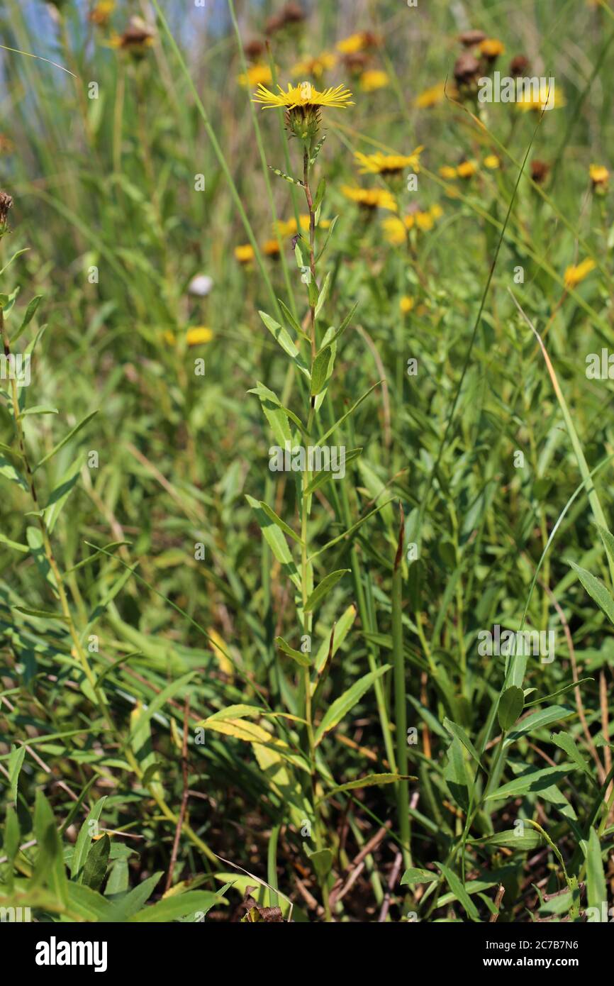 Inula salicina, Irish Fleabane. Wild plant shot in summer Stock Photo ...