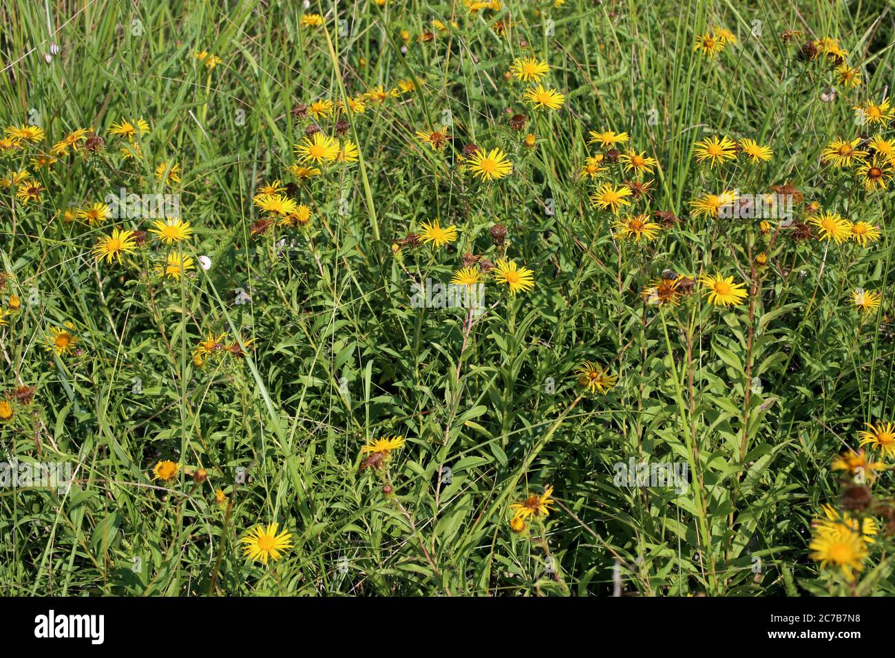 Inula salicina hi-res stock photography and images - Alamy